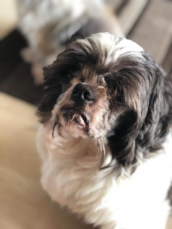 Chico :: Dog Adoption :: Chesterfield Animal Rescue