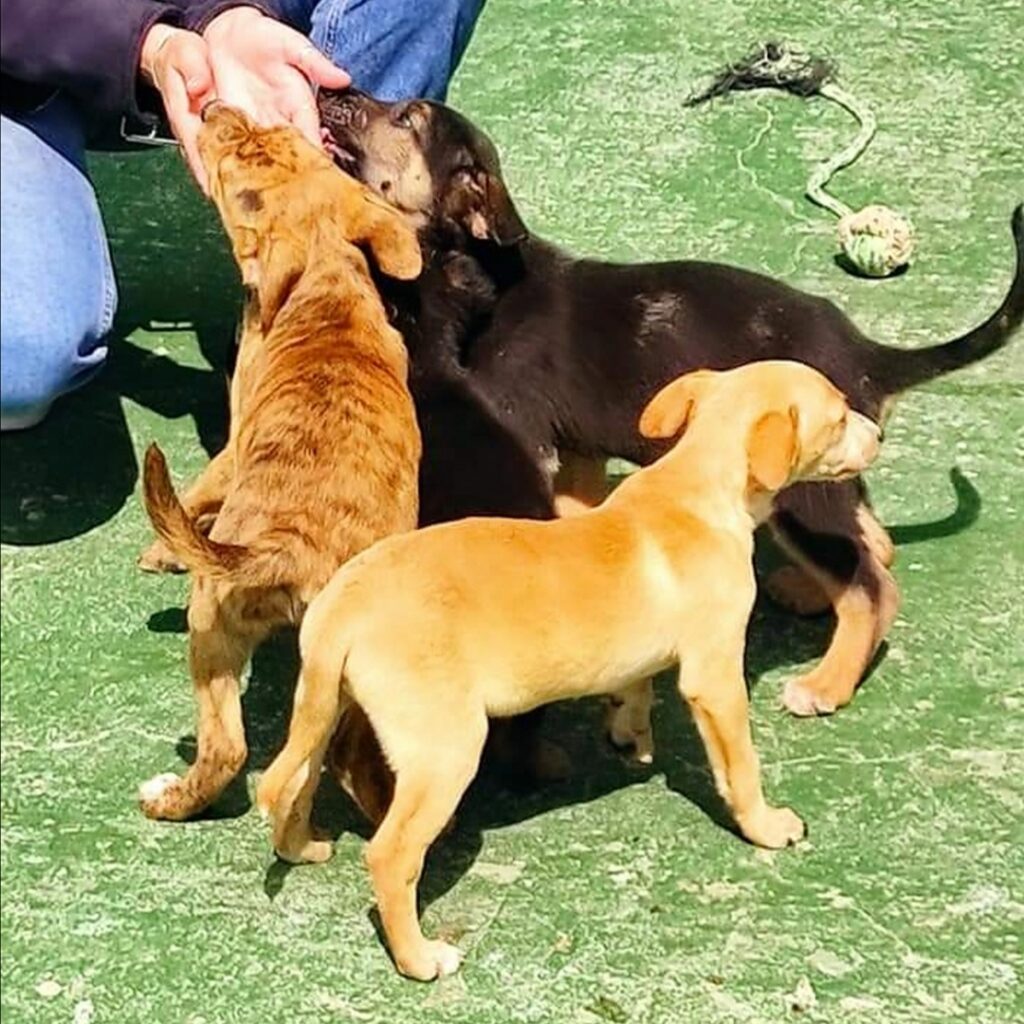 News :: Chesterfield Animal Rescue