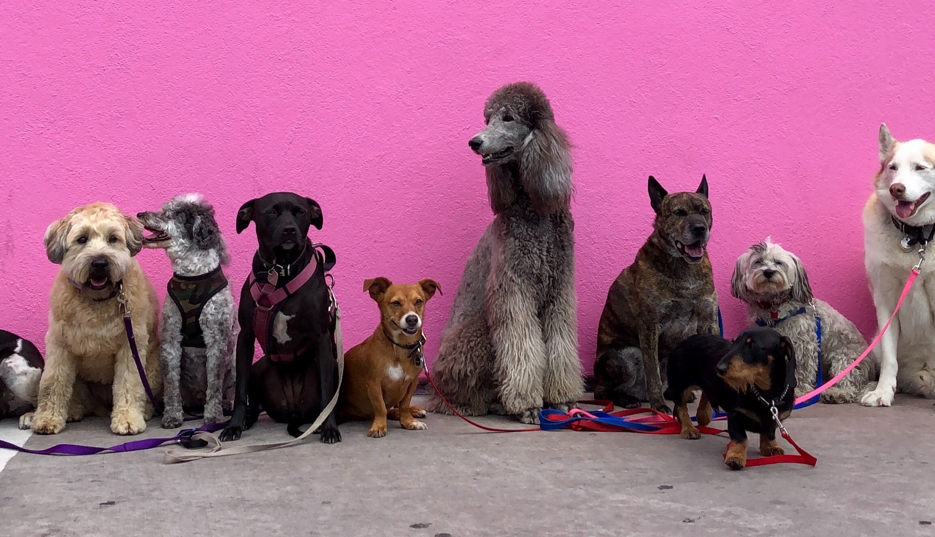 Adopt a Dog :: Chesterfield Animal Rescue