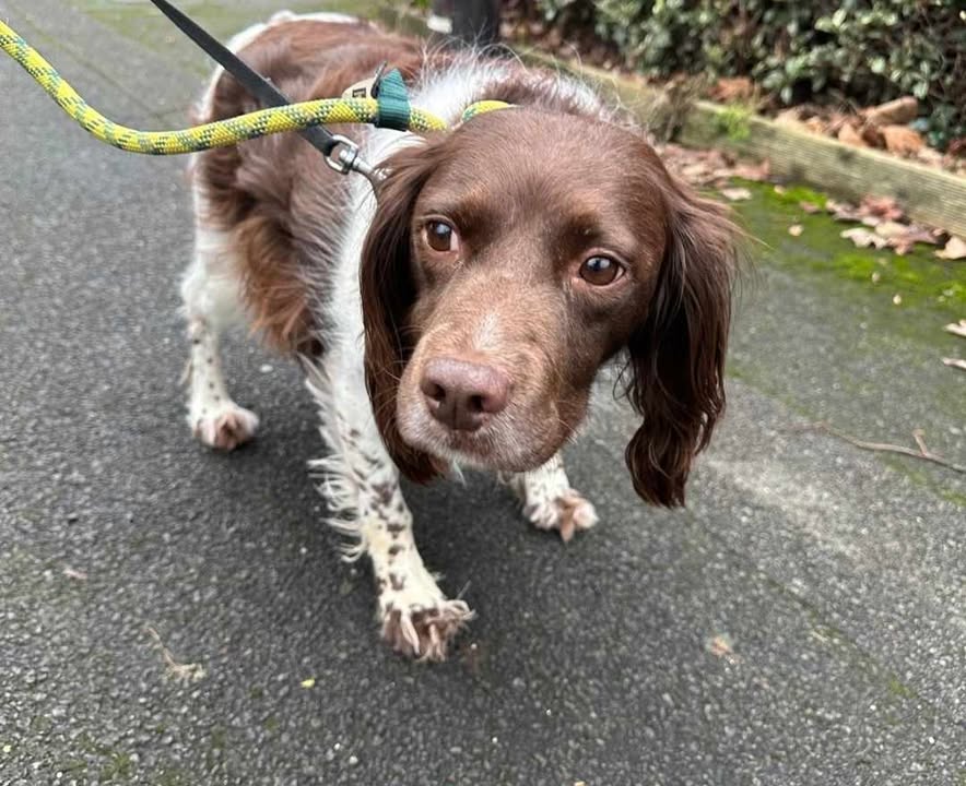 Cassie :: Dog Adoption :: Chesterfield Animal Rescue